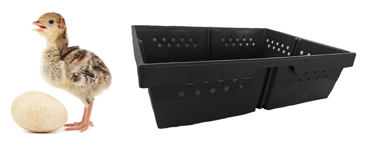 Cuddy Plastic Poult Box – FG Finishing
